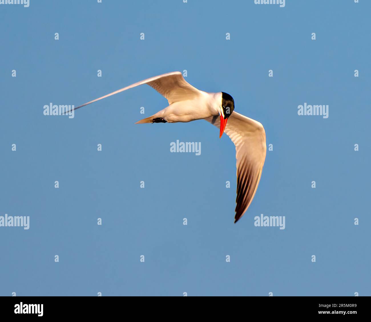 Common Tern flying with blue sky and displaying white wings, orange ...