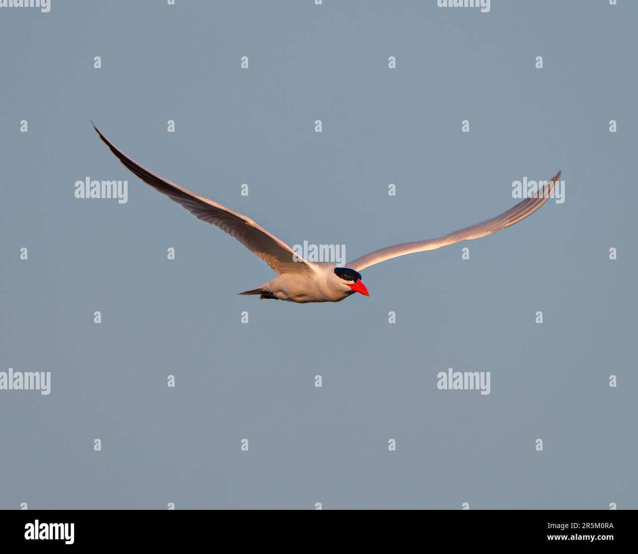 Common Tern flying with blue sky and displaying white wings, orange ...