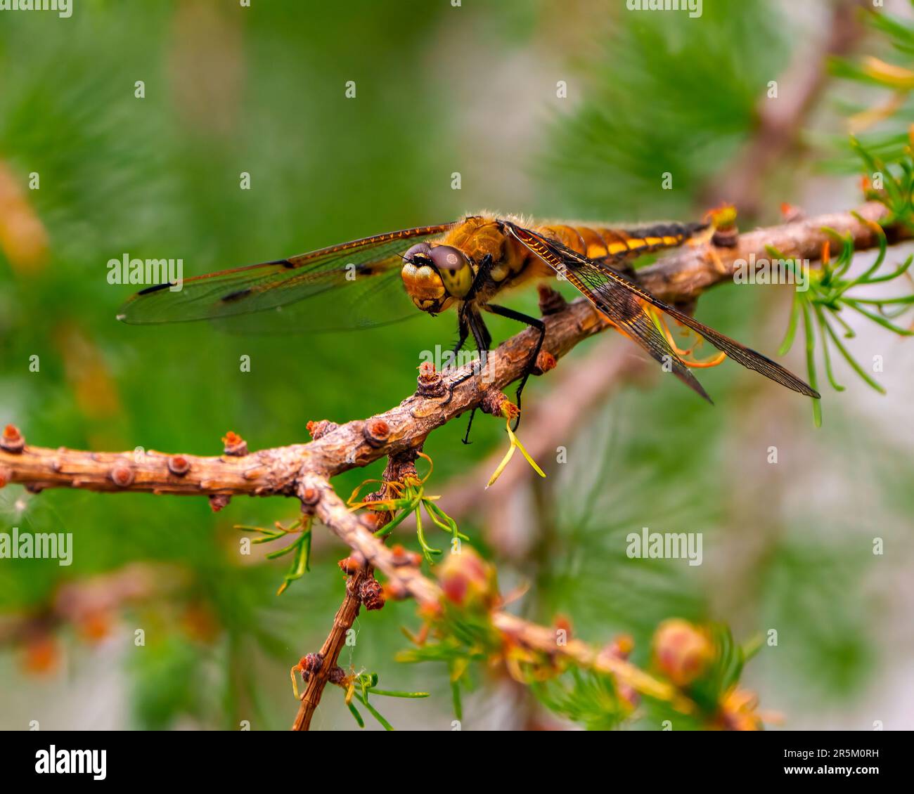 Common Dragonfly close-up side view with its wing spread, resting on a ...