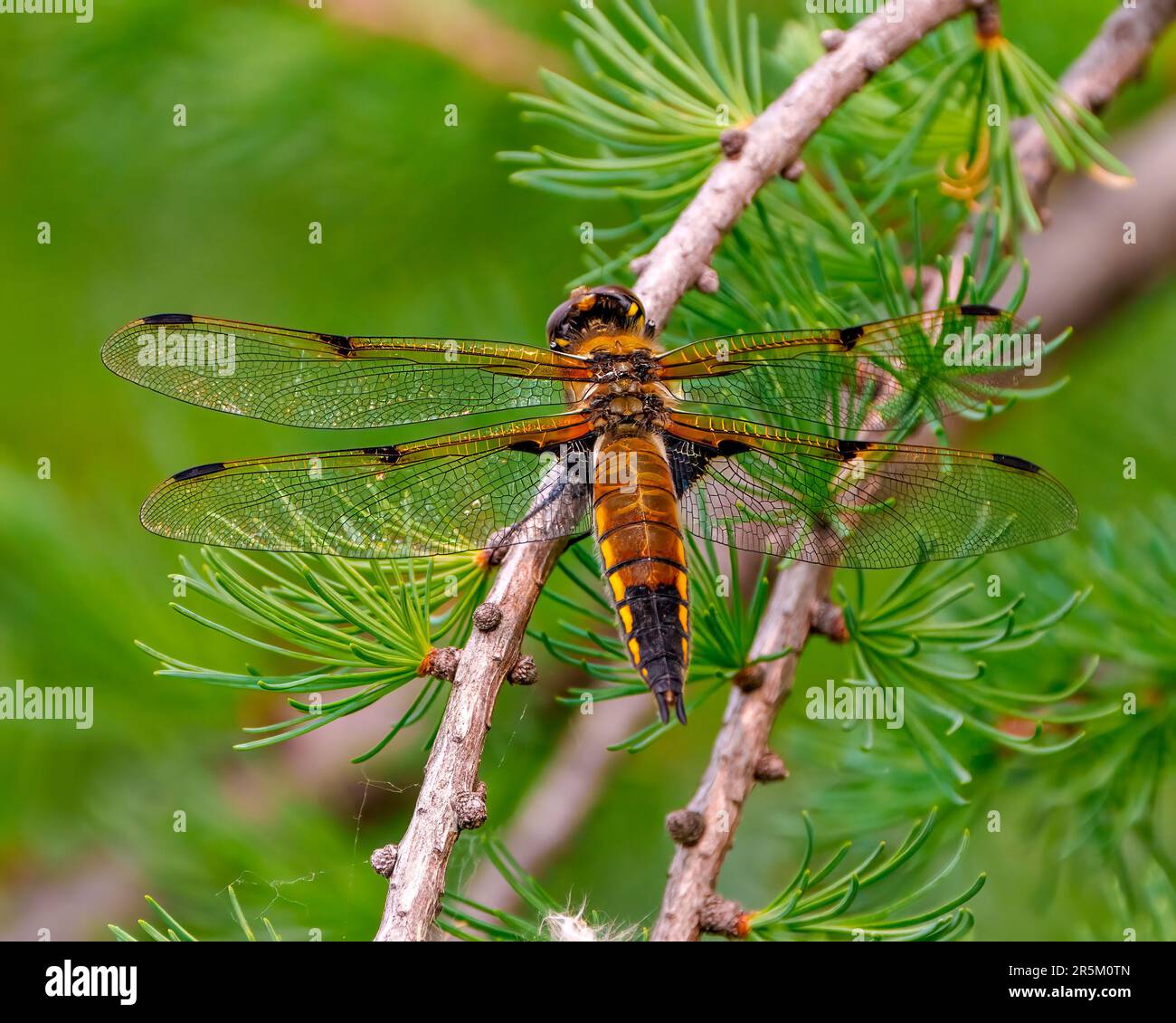 Common Dragonfly close-up rear view with its wing spread, resting on a ...