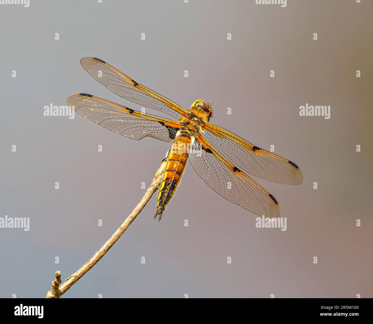 Common Dragonfly close-up rear view with its wing spread, resting on a ...