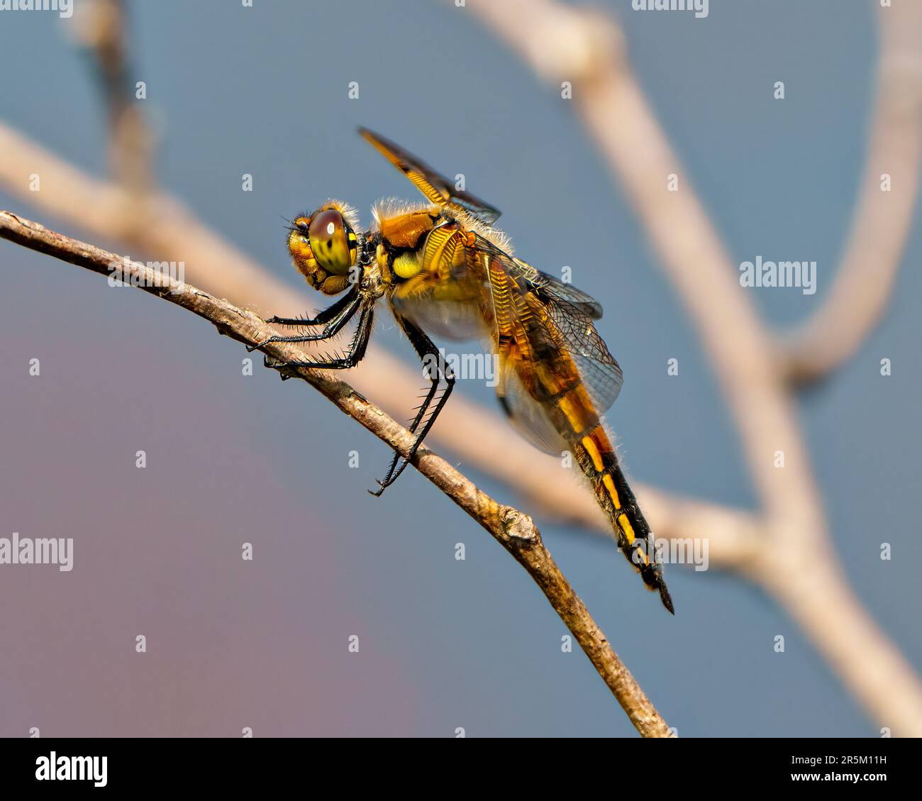 Common Dragonfly close-up side view resting on a tree branch with blue ...