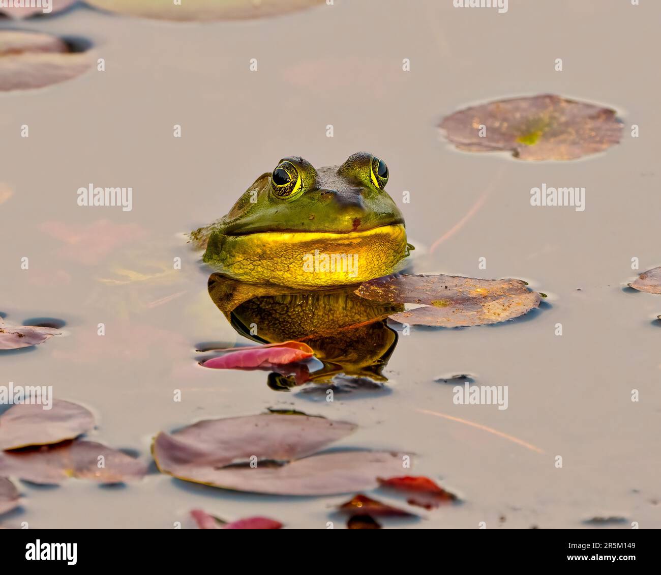 Frog head close-up sitting in the water displaying body, head, eye and ...