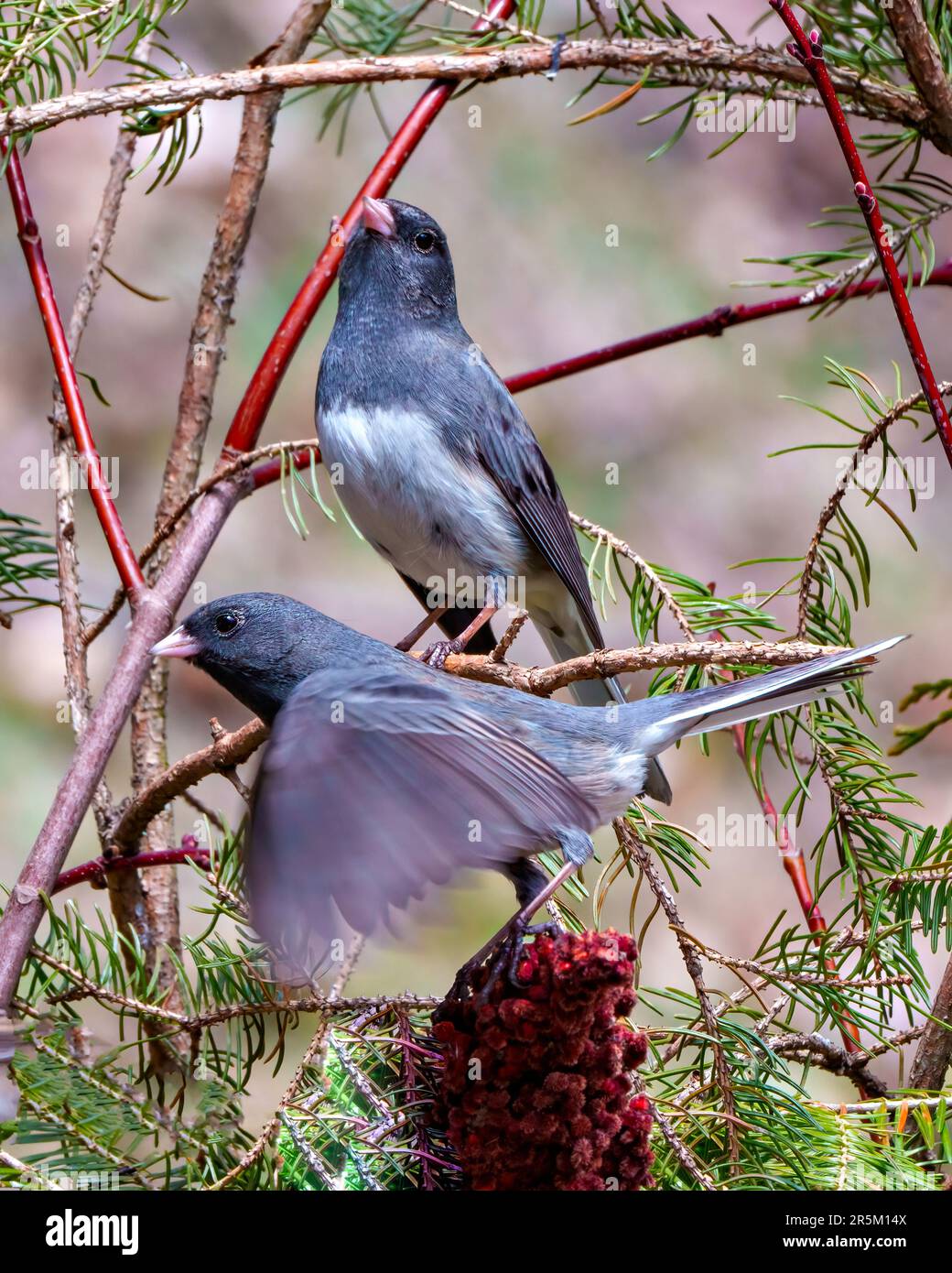 Junco couple close-up profile view, one bird flying and the other is ...