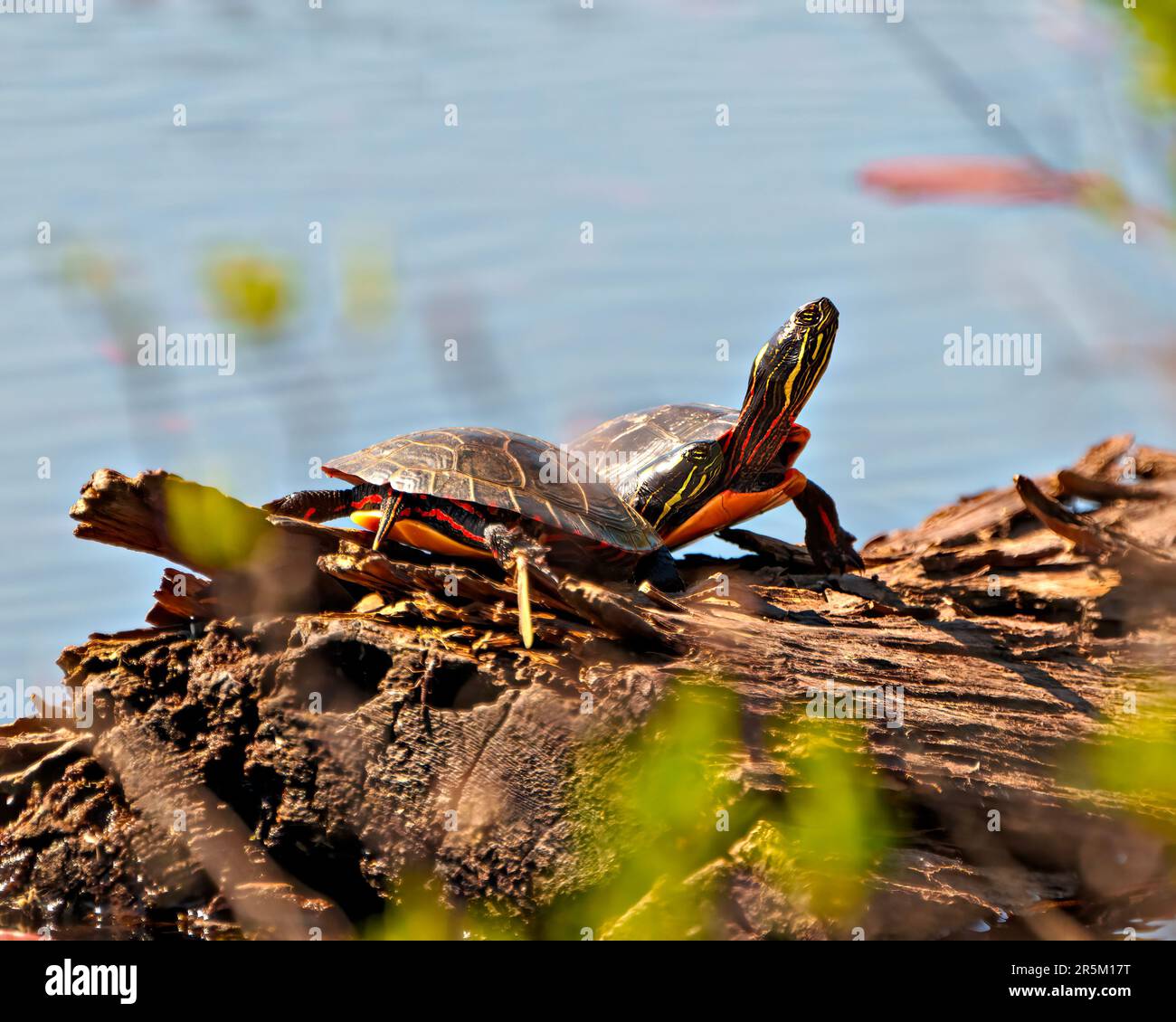 Painted turtle couple resting on a log in the pond with blur water ...