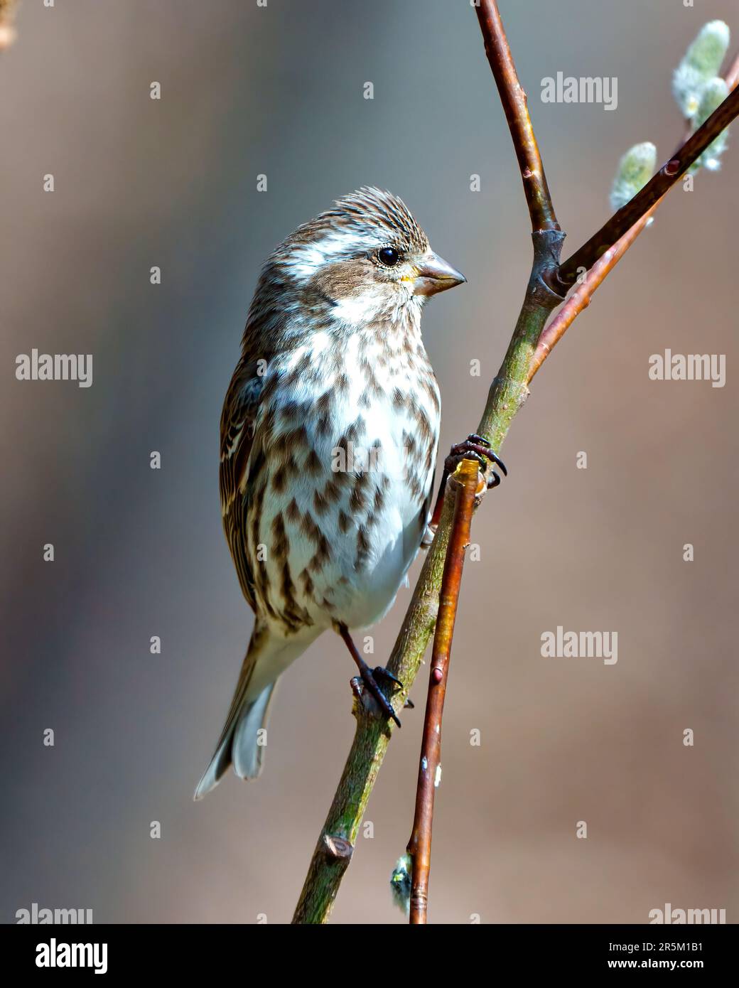 Purple Finch female close-up profile view, perched on a branch with a ...