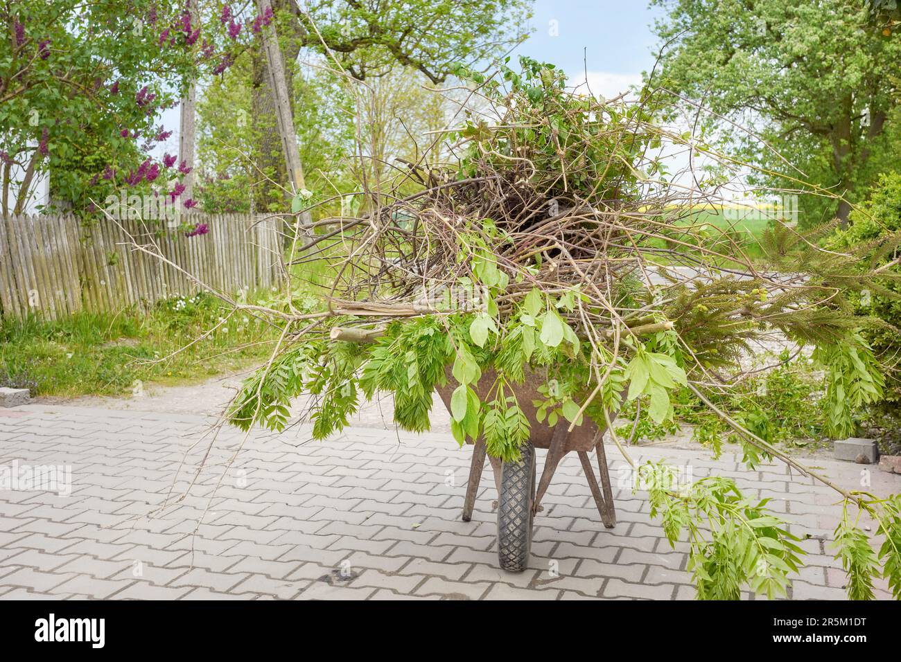 Wheelbarrow filled with clipped branches and plants Stock Photo - Alamy
