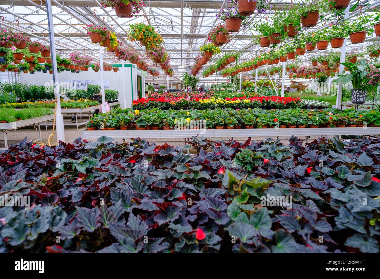 Flowers in a modern greenhouse. Greenhouses for growing flowers ...