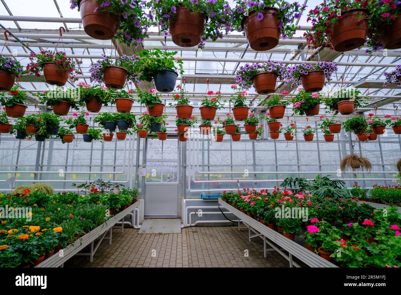 Flowers in a modern greenhouse. Greenhouses for growing flowers ...