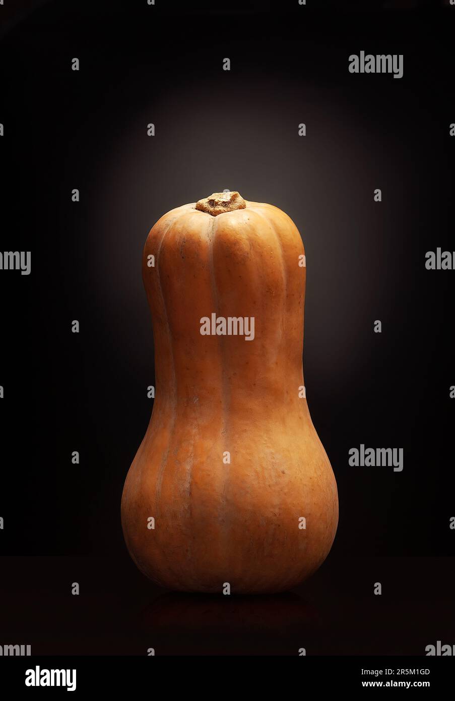 One beautiful curly pumpkin, in a dark key, tan-yellow skin butternut ...