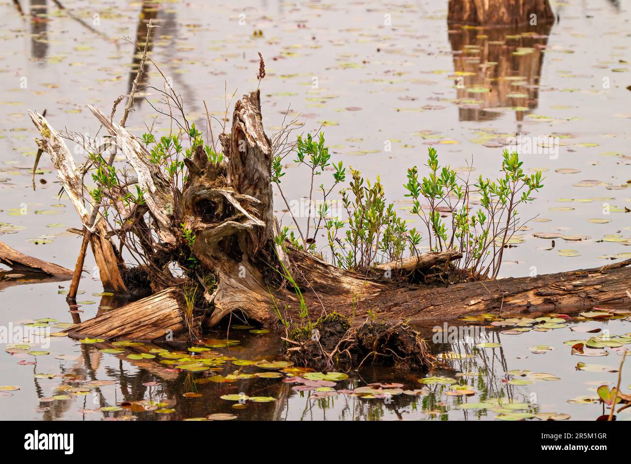 Old wooden tree stump with the new growth germ on the stump in the ...