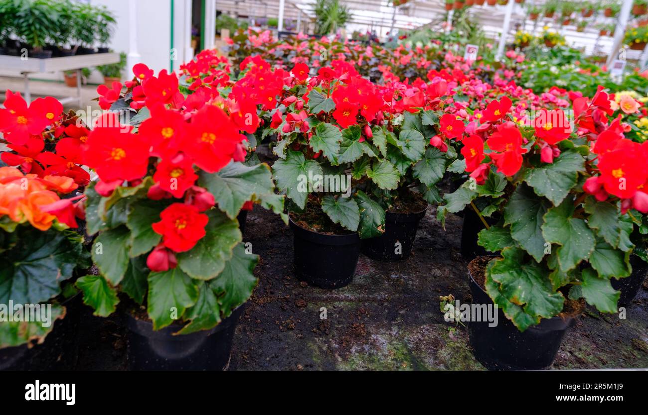 Flower plants in pots. Flowers in a modern greenhouse. Greenhouses for ...