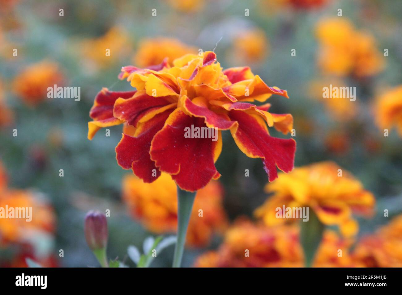 Orange yellow flower marigold close-up. Growing flowers. Color Science ...