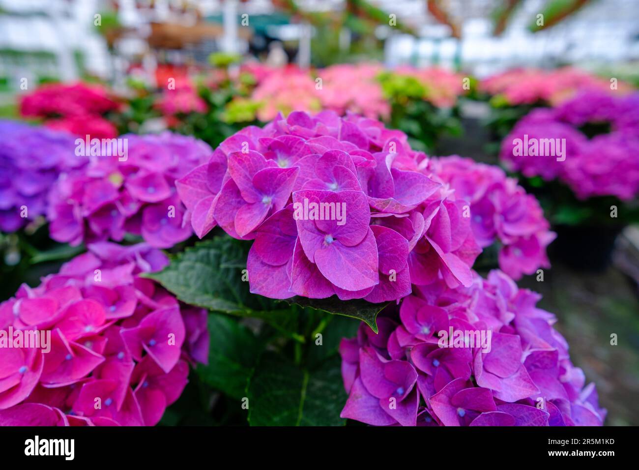 Hydrangea seedlings in pots. Flowers in a modern greenhouse ...