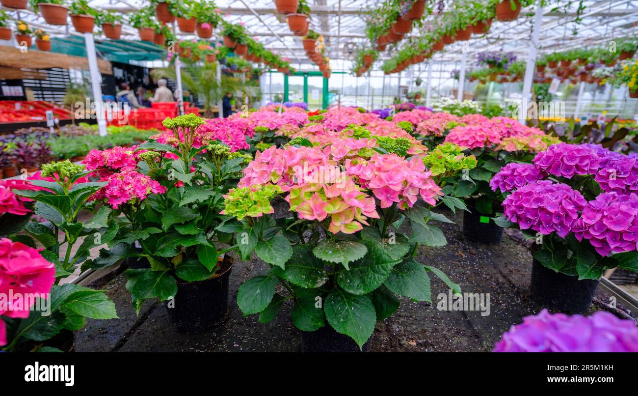 Hydrangea seedlings in pots. Flowers in a modern greenhouse. Greenhouses for growing flowers ...