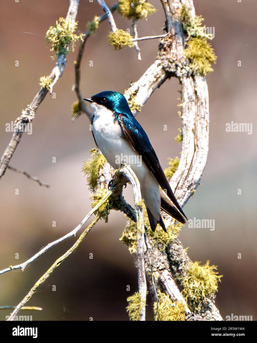 Swallow close-up side view perched on a moss branch with brown ...