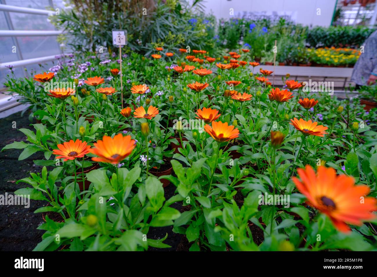 Flowers in a modern greenhouse. Greenhouses for growing flowers ...