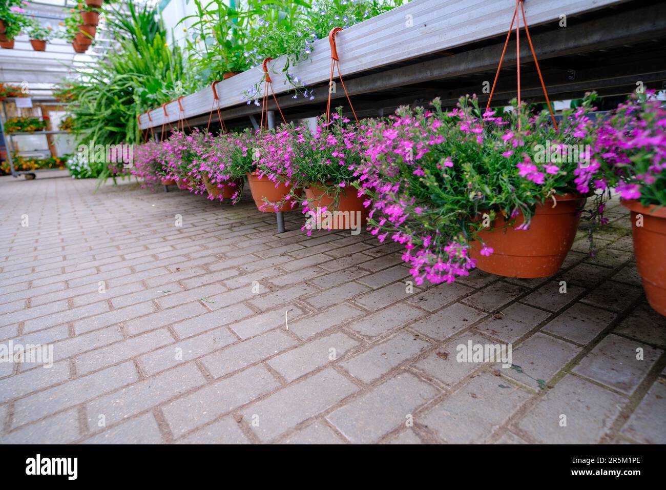 Flower plants in pots. Flowers in a modern greenhouse. Greenhouses for growing flowers ...