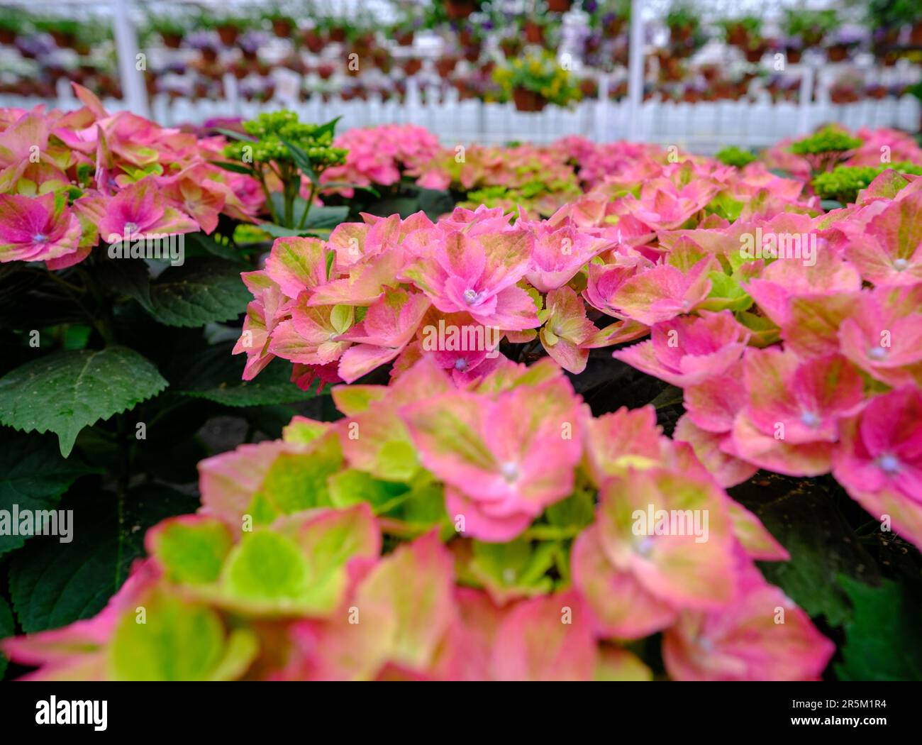 Hydrangea seedlings in pots. Flowers in a modern greenhouse. Greenhouses for growing flowers ...