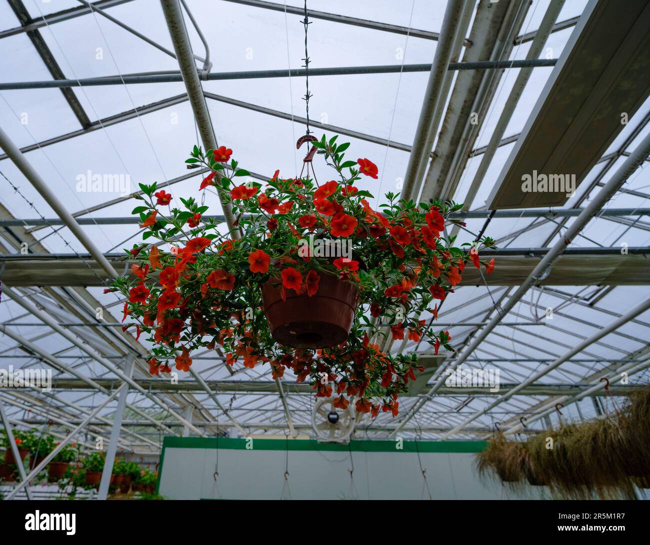 Flowers in a modern greenhouse. Greenhouses for growing flowers ...