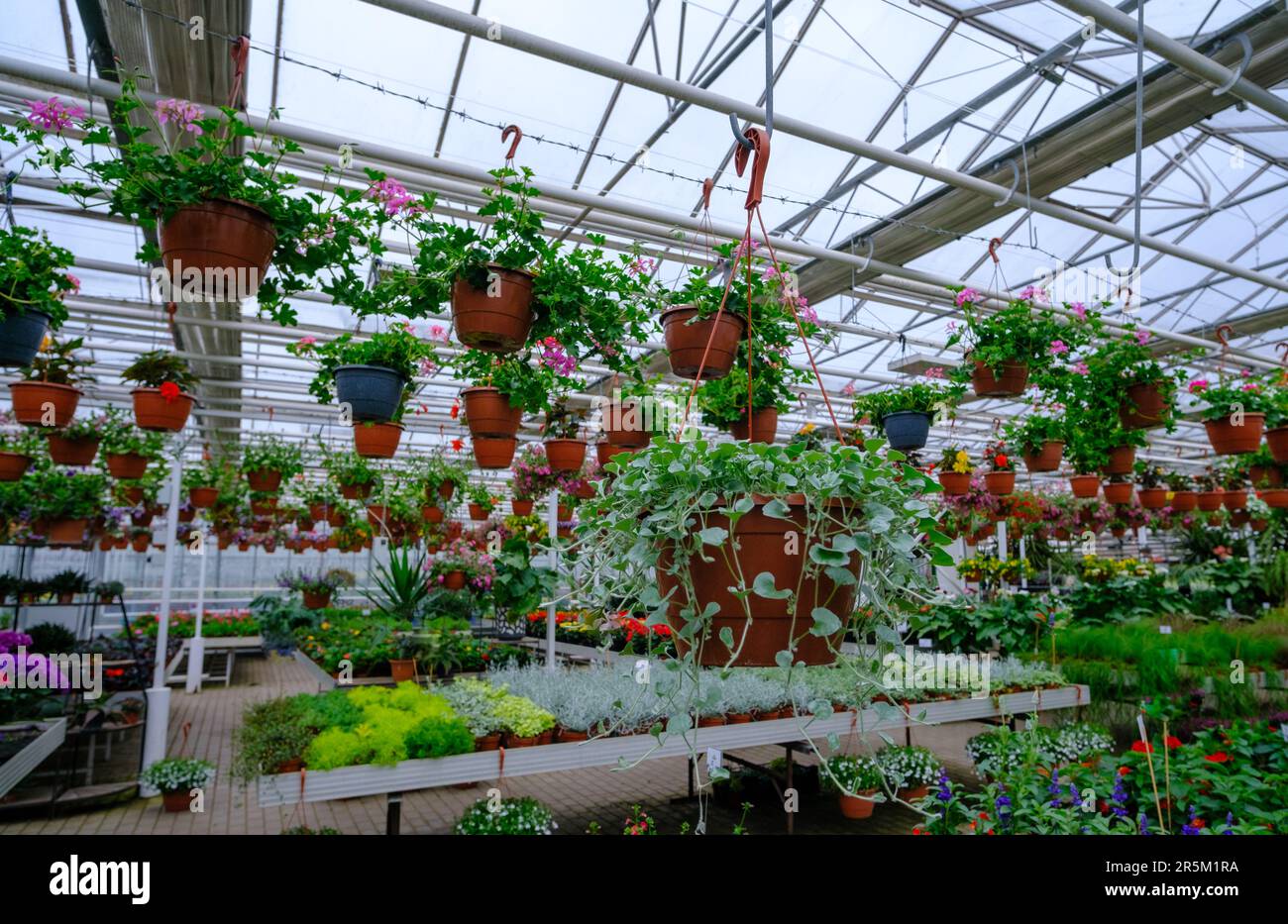 Flowers in a modern greenhouse. Greenhouses for growing flowers ...