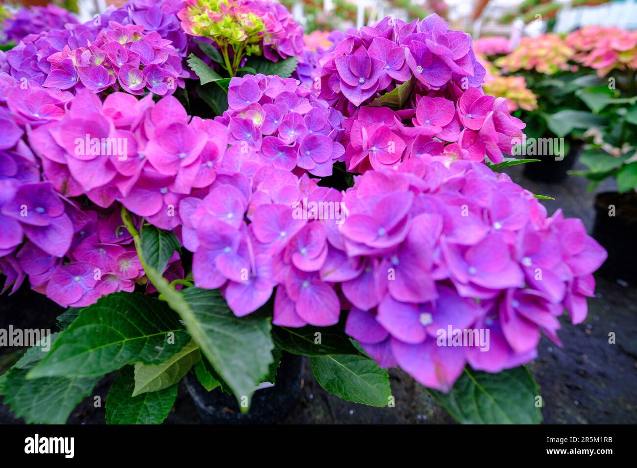 Hydrangea seedlings in pots. Flowers in a modern greenhouse. Greenhouses for growing flowers ...