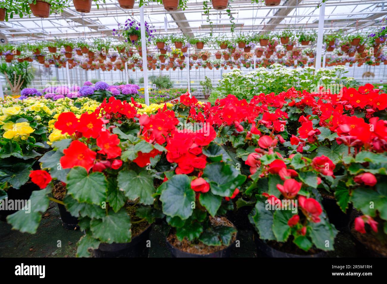 Flowers in a modern greenhouse. Greenhouses for growing flowers ...