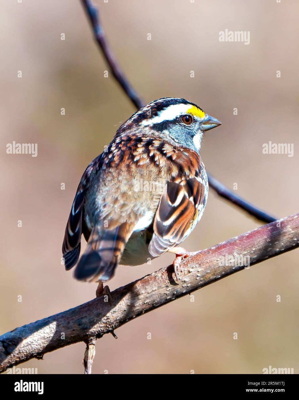 White-crowned Sparrow close up rear view perched on a branch with brown ...