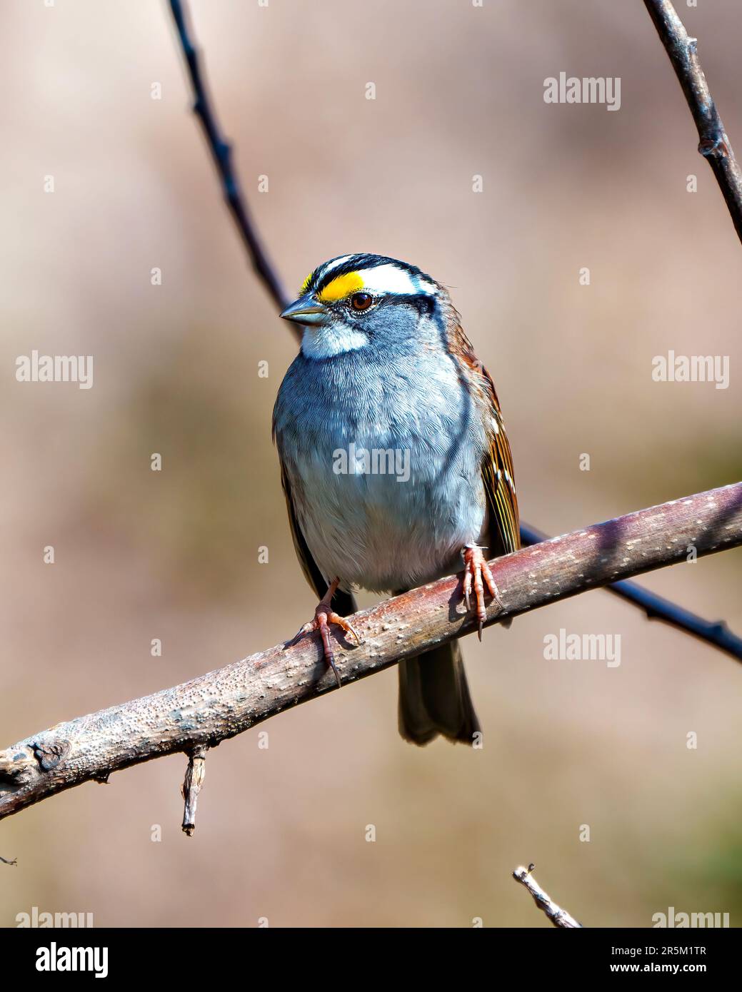 White-crowned Sparrow close up front view perched on a branch with ...