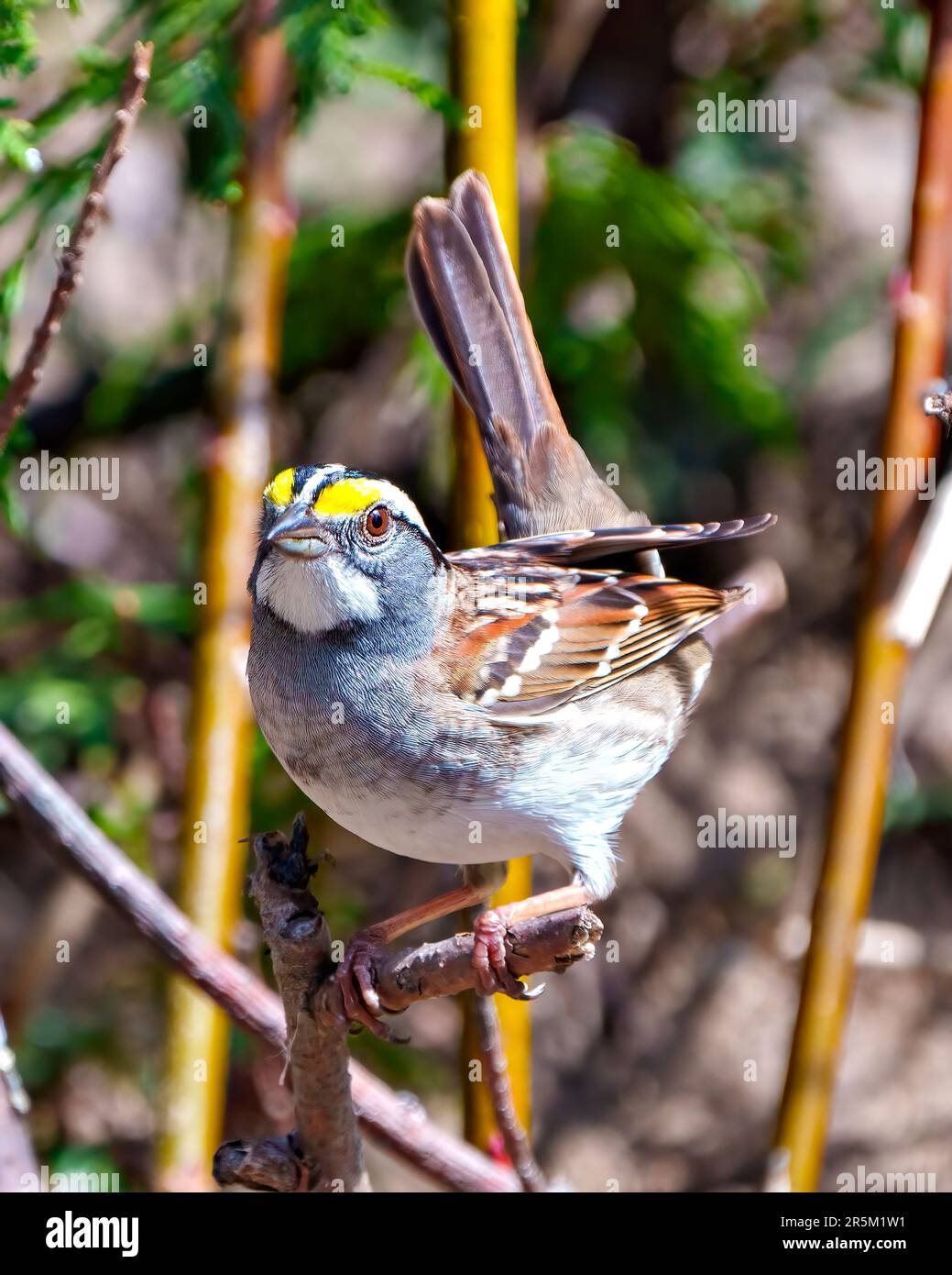 White-crowned Sparrow close up front view perched on a branch with ...