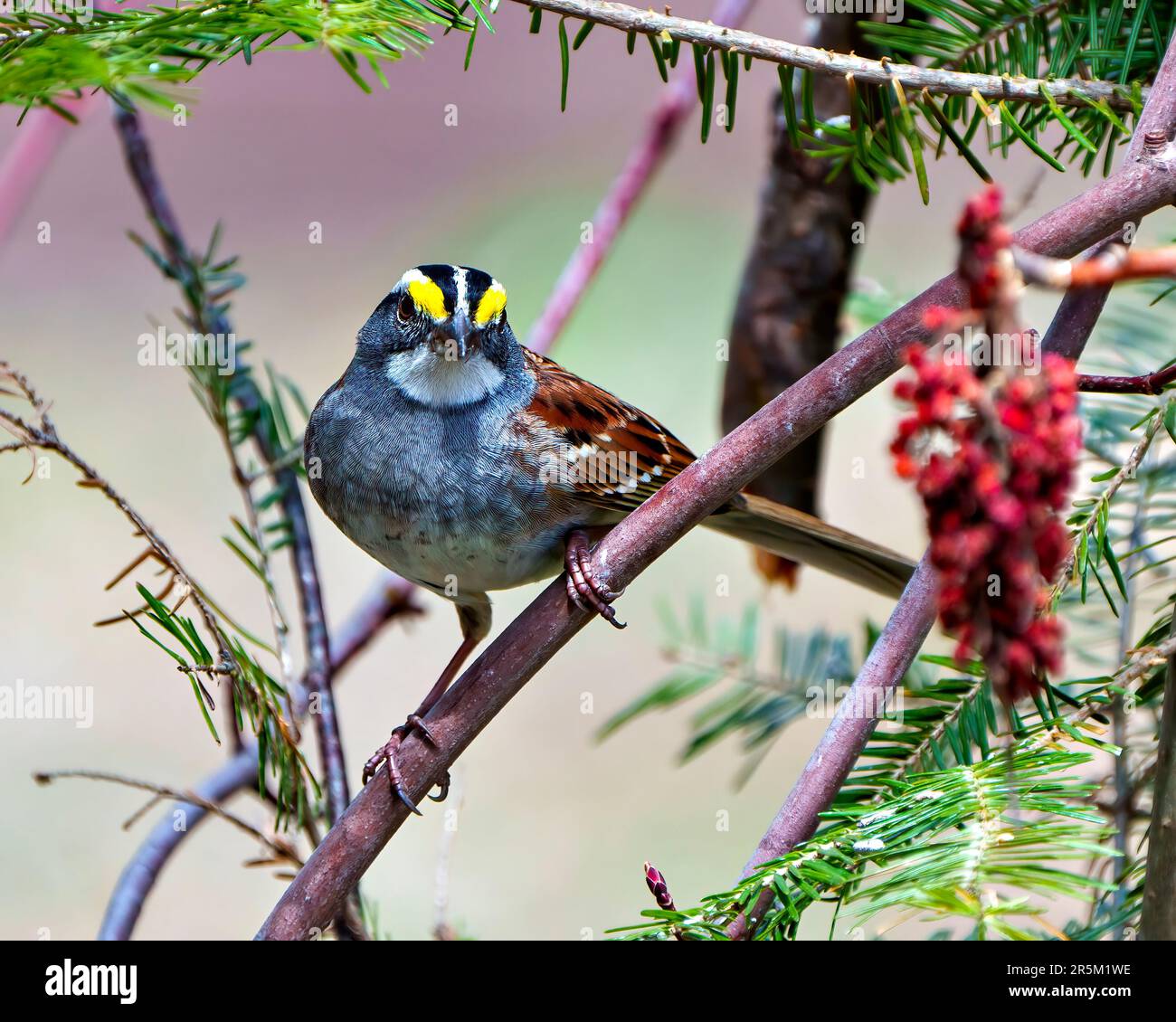 White-crowned Sparrow close up front view perched on a branch with ...