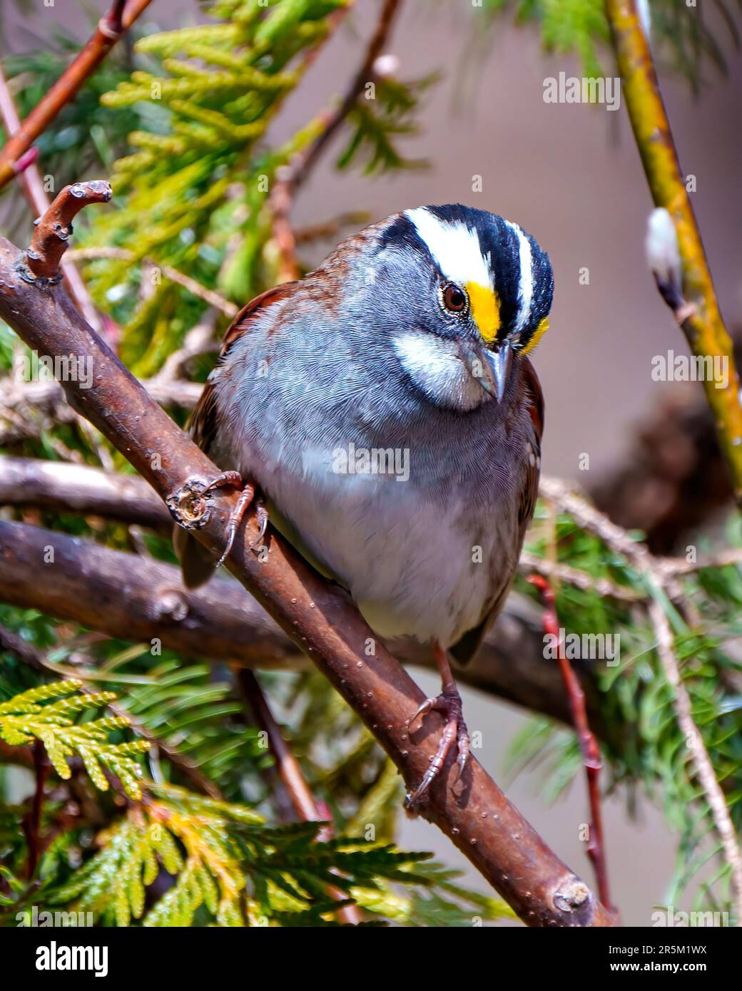 White-crowned Sparrow close up front view perched on a branch with ...