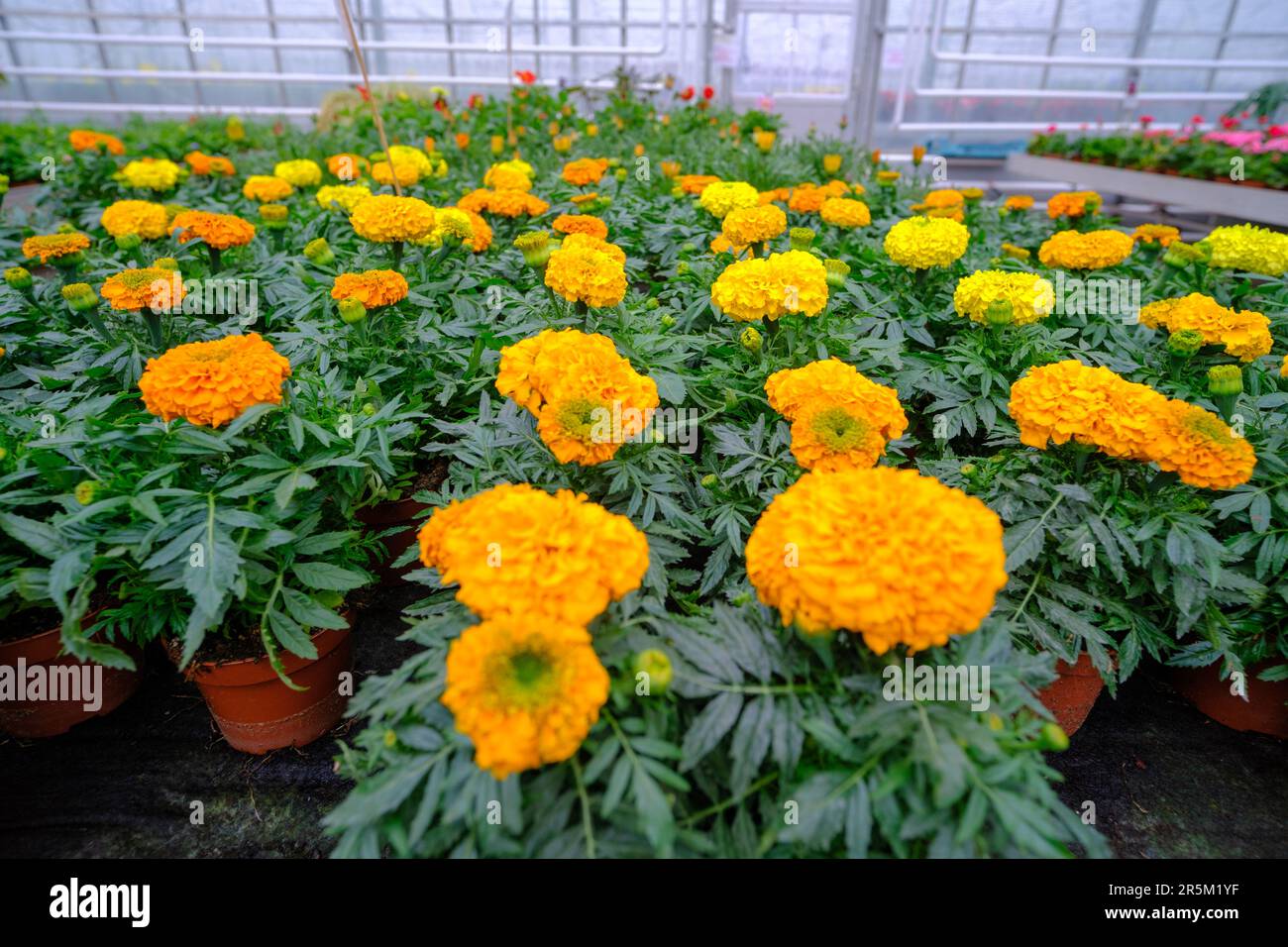 Flowers in a modern greenhouse. Greenhouses for growing flowers ...