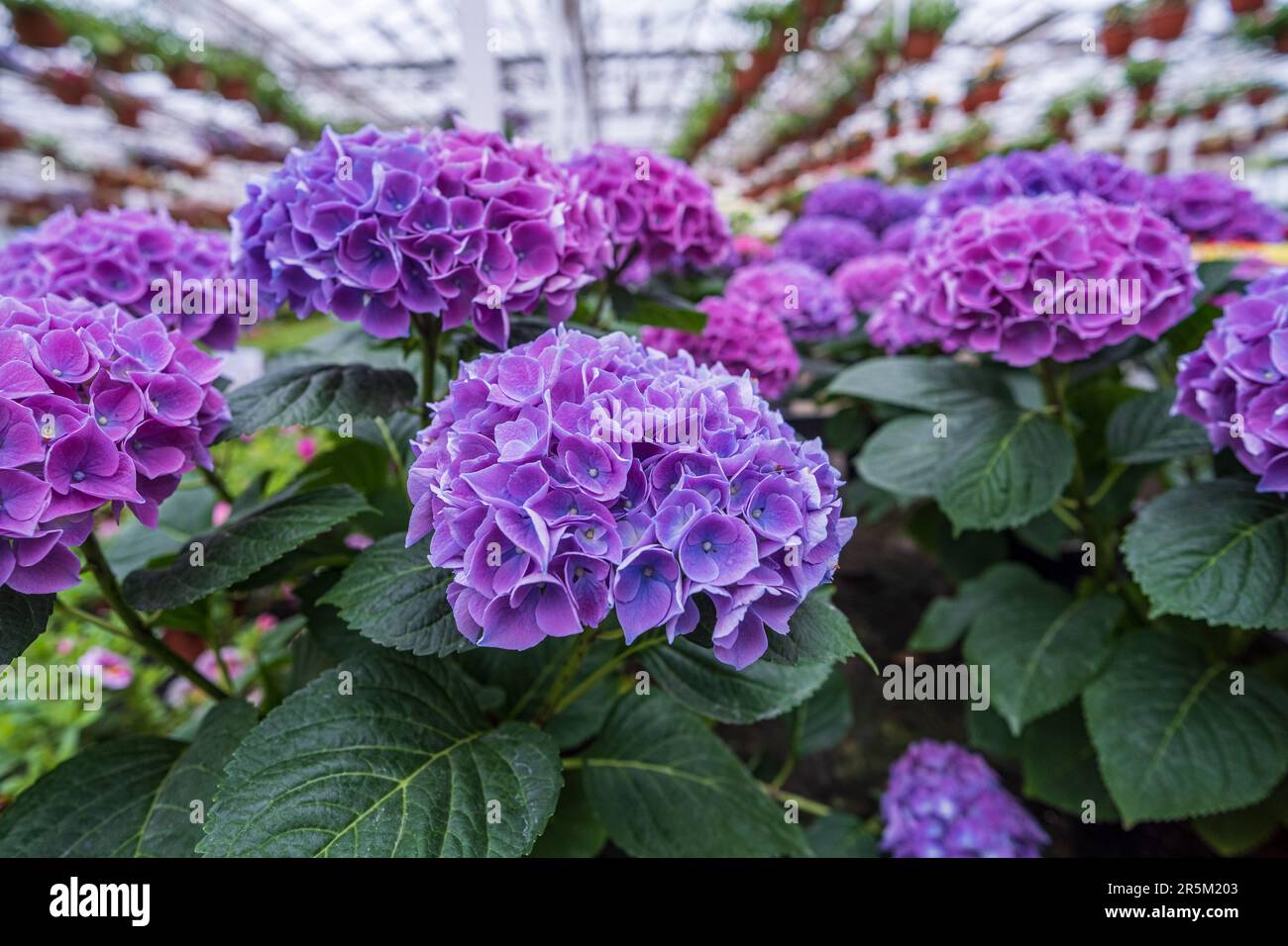 Hydrangea seedlings in pots. Flowers in a modern greenhouse. Greenhouses for growing flowers ...