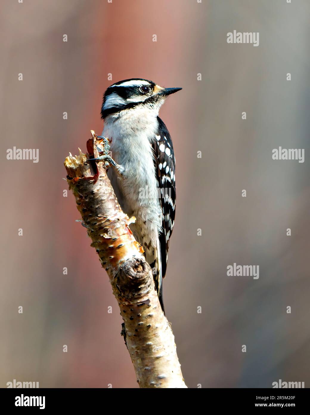 Woodpecker close-up profile view perched on a twig with colourful ...