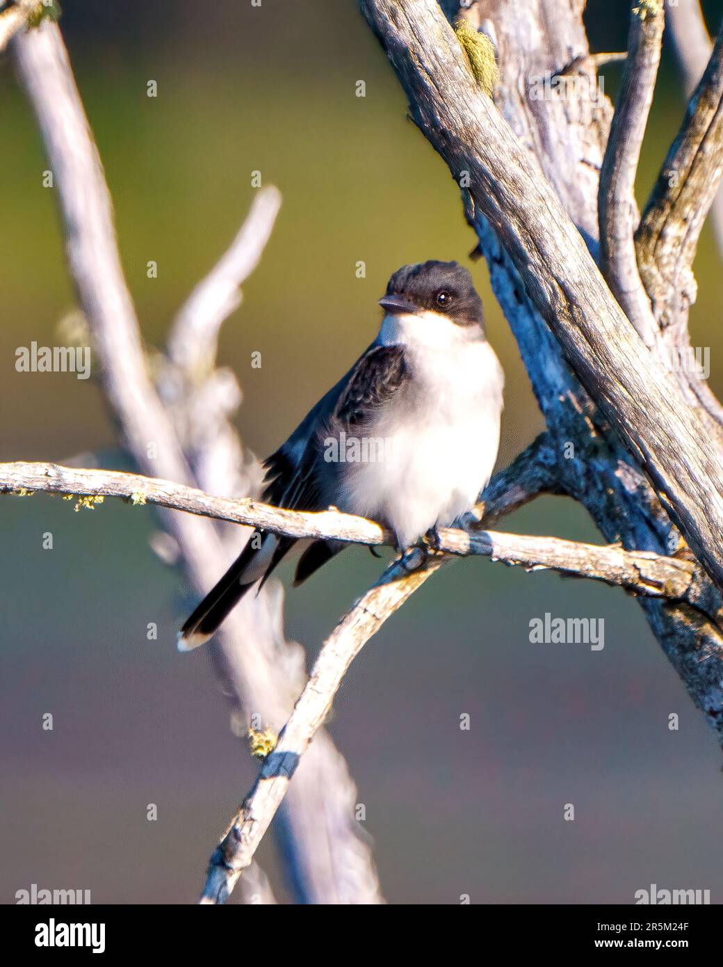 Eastern King bird close up front view perched on a branch with a ...