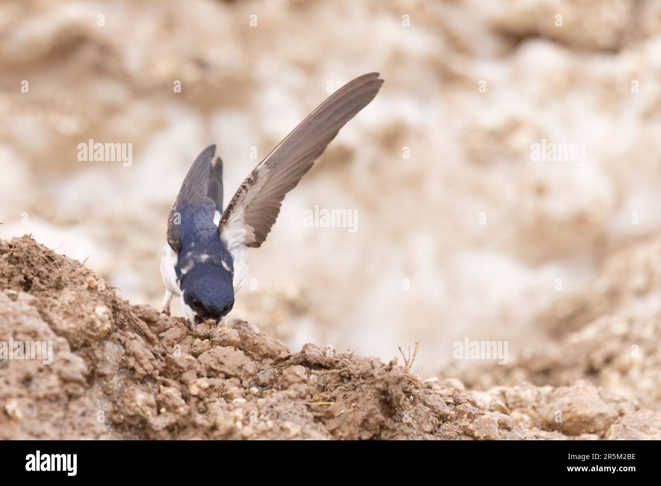 The common house martin (Delichon urbicum), collects mud among ...