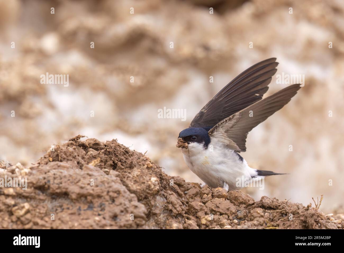 Common house martin hi-res stock photography and images - Alamy