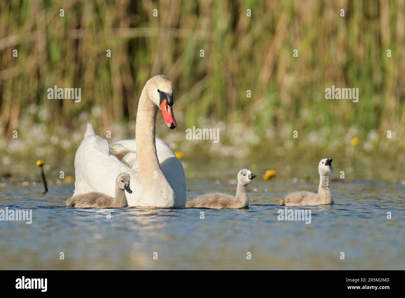Mother father mute swans hi-res stock photography and images - Alamy