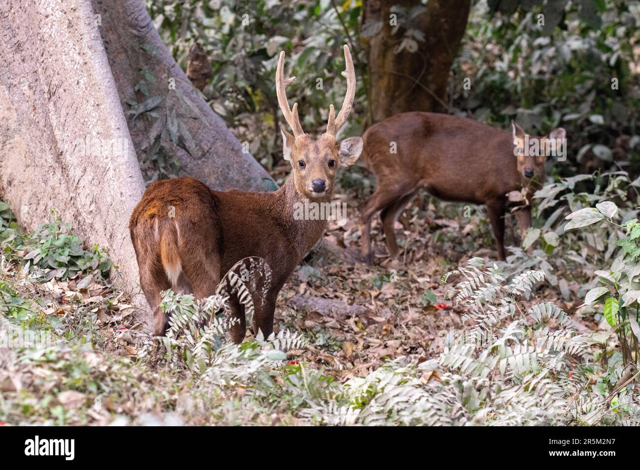 Hog Deer Axis porcinus Karizanga National Park, Nagaon County, Assam ...