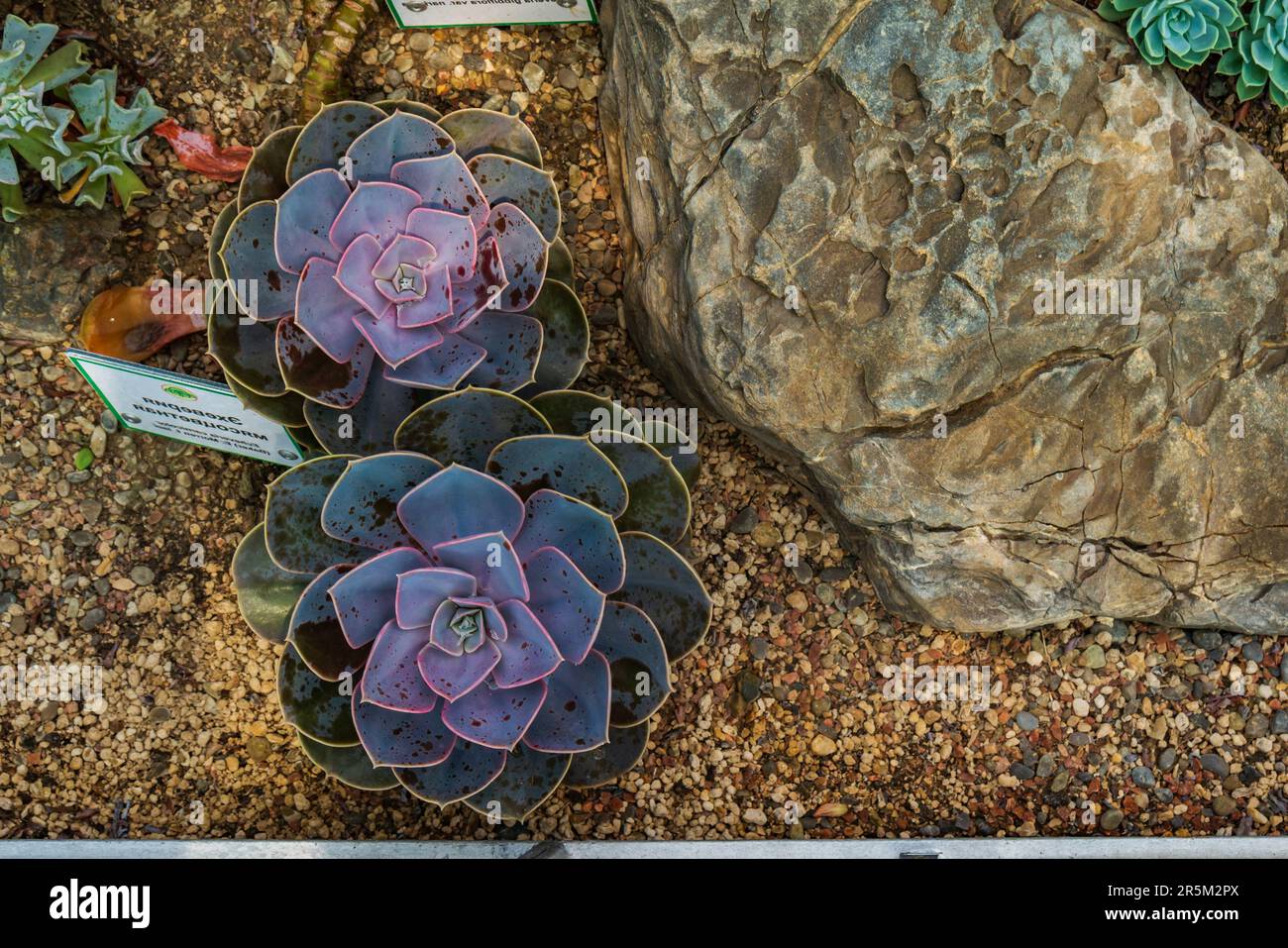 Succulent Echeveria Morning Light Stock Photo - Alamy