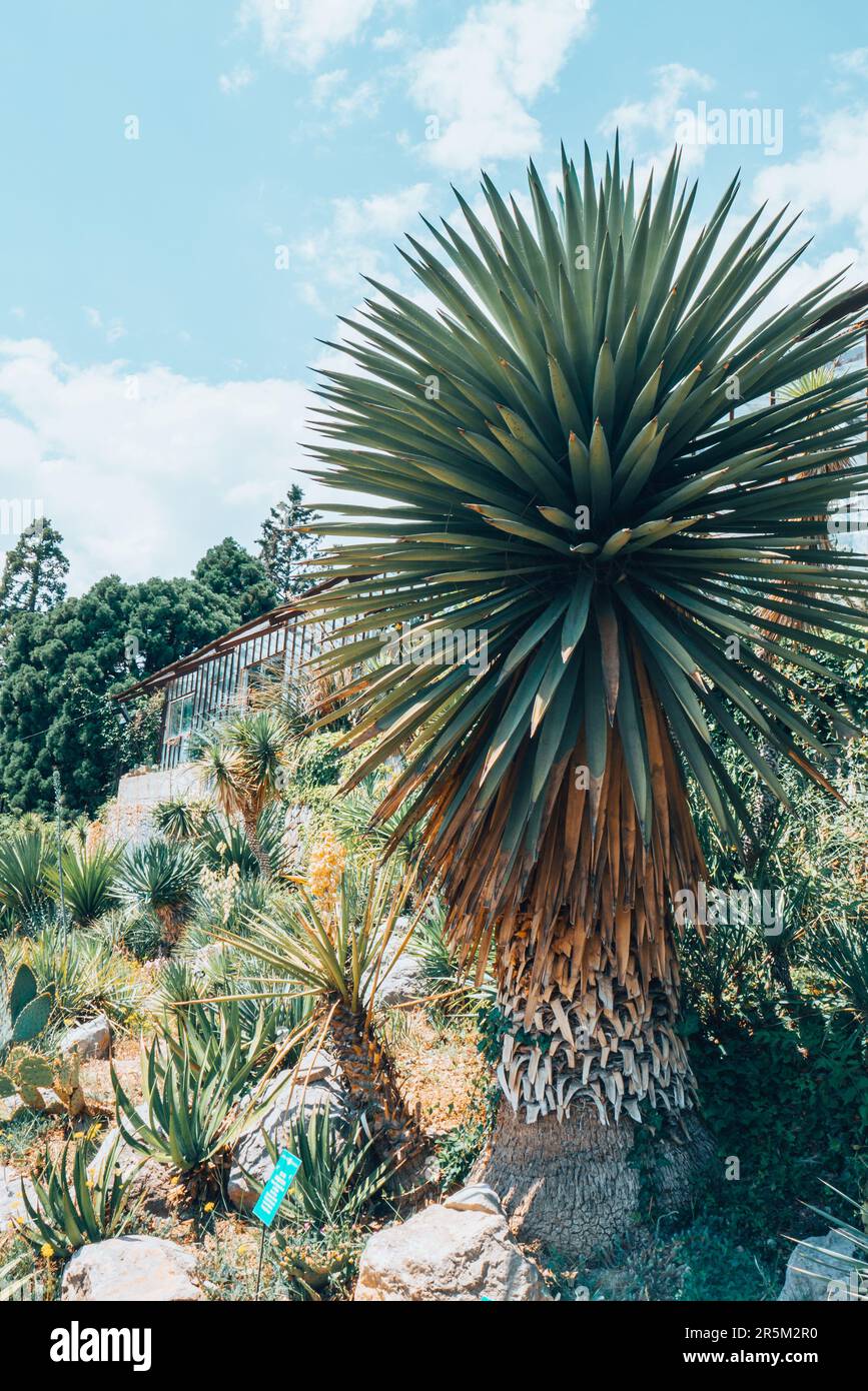 Cactus field in Mexico City Stock Photo - Alamy