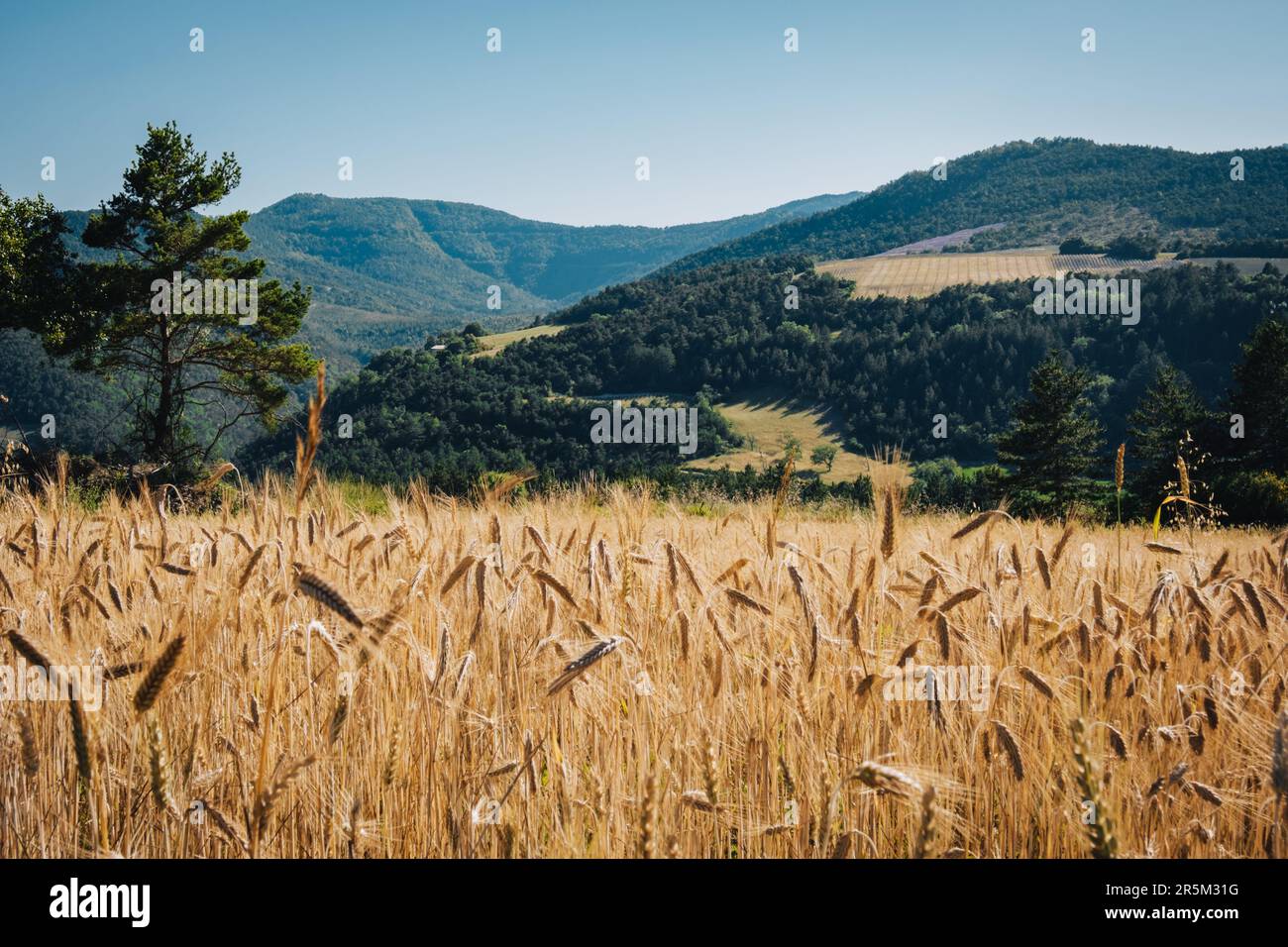 Wheat field in summer in Saint Nazaire le Desert, in the Diois region ...