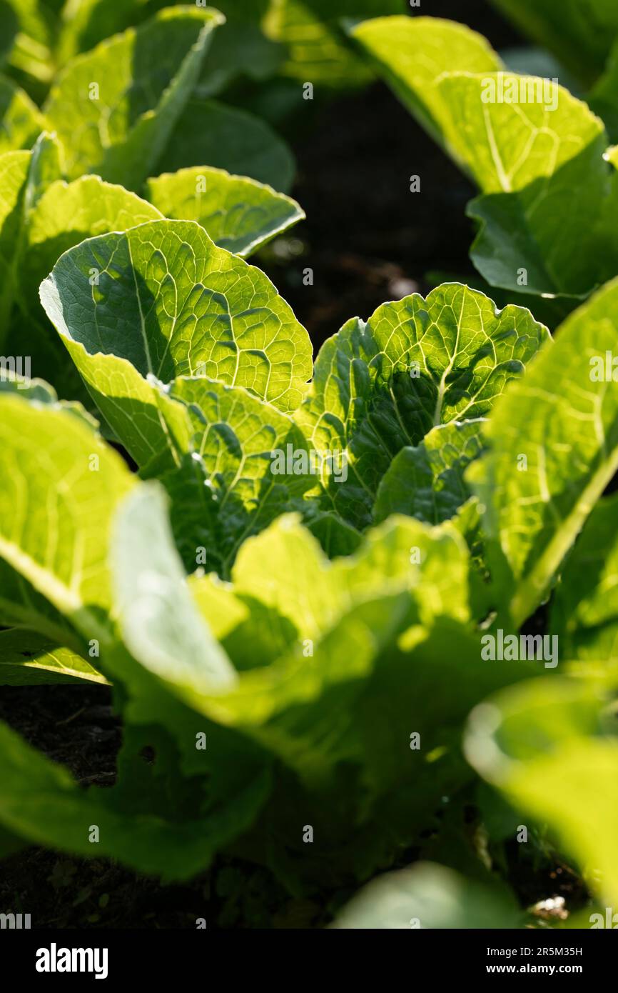 Lobjoits green cos hi-res stock photography and images - Alamy