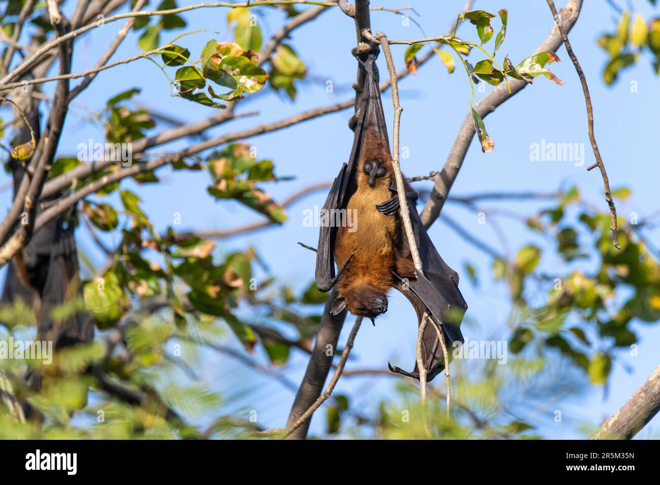 Indian Flying Fox Pteropus medius Keoladeo National Park, Temple Tower ...
