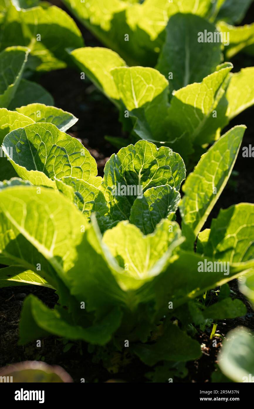 Cos lettuce ‘lobjoit’s green cos’ hi-res stock photography and images ...