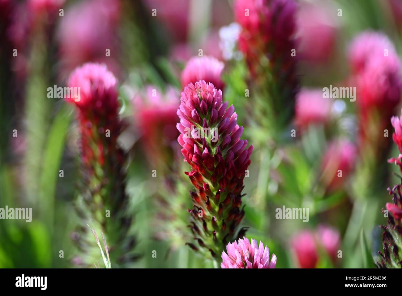 Clover environment hi-res stock photography and images - Alamy
