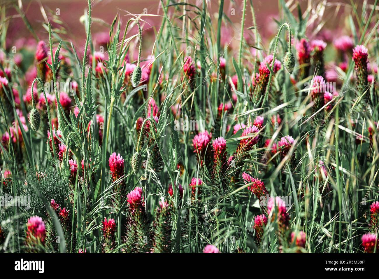 Planted clover in the field, Pink clover, Landscape Stock Photo - Alamy