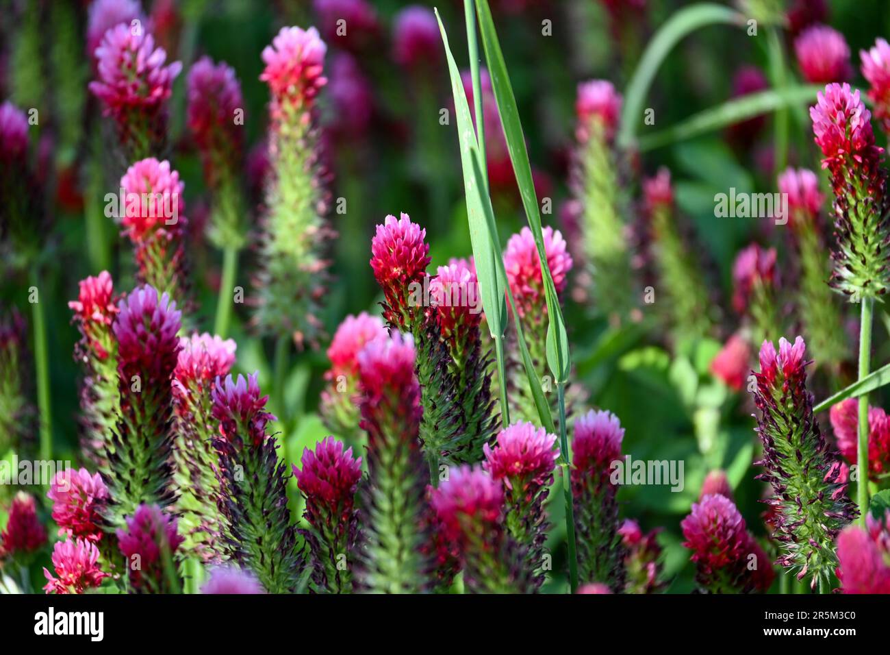 Planted clover in the field, Pink clover, Landscape Stock Photo - Alamy