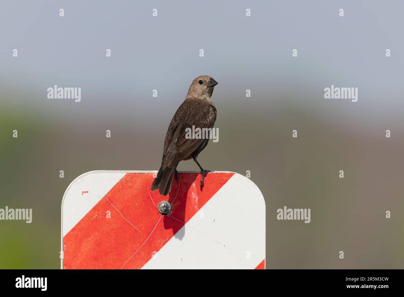 The brown-headed cowbird (Molothrus ater) is Brood parasitic bird, that ...